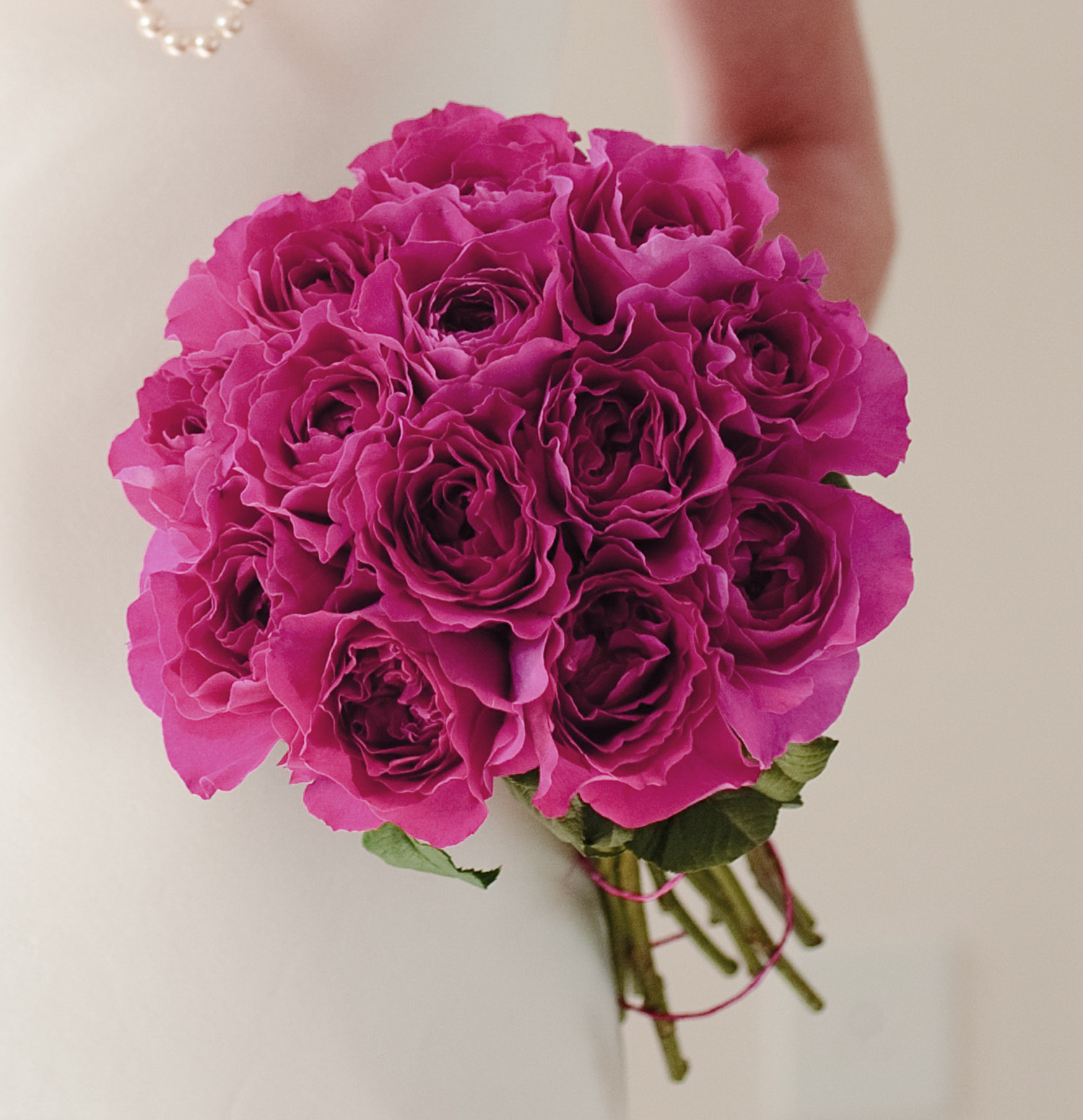 Kate - David Austin Wedding and Event Roses